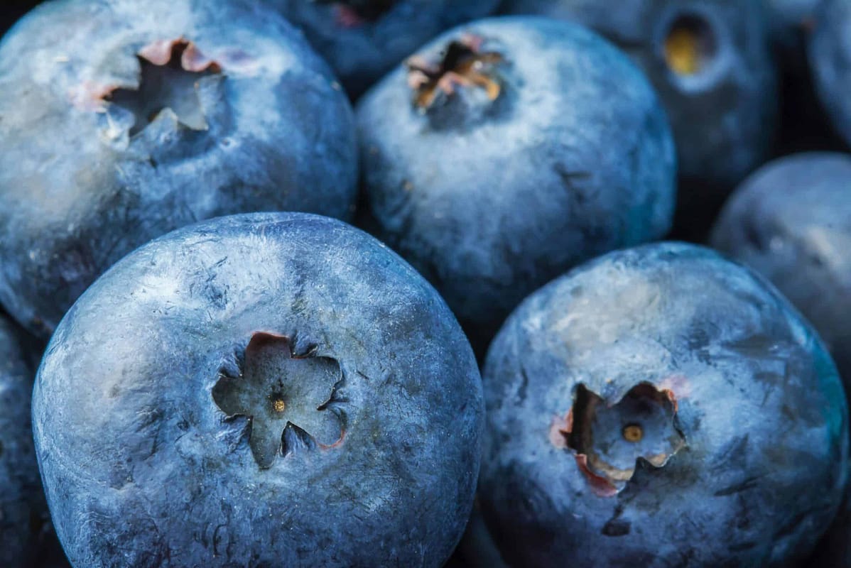 Waldheidelbeeren: Natürlicher Schutz gegen Oxidation und Stress im Körper