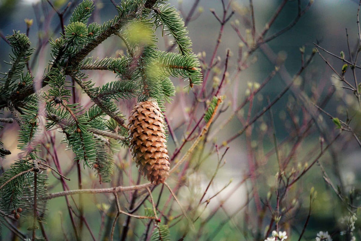 Le trésor secret de l'écorce de pin : OPC et ses super-pouvoirs santé